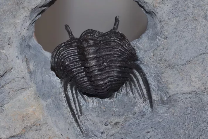 Fossiler i 3 dimensjoner - Geoforskning.no